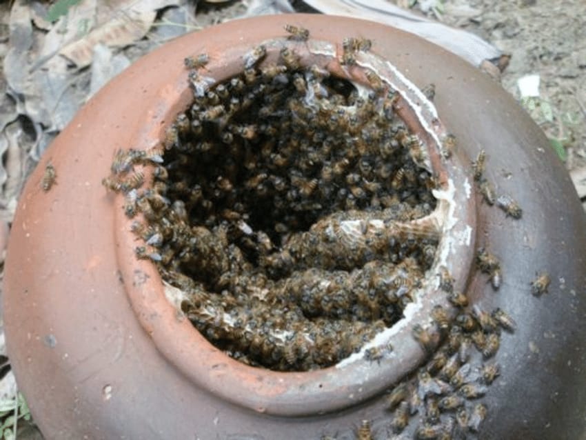 beehives